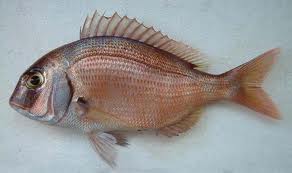 Pargo :: ZITO-PESCA-DESPORTIVA